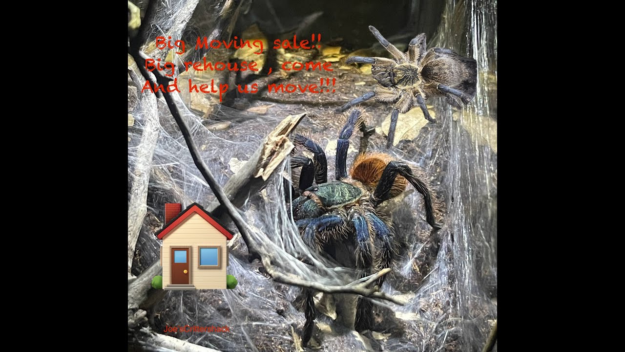 Tarantula Double Trouble Rehousing - YouTube