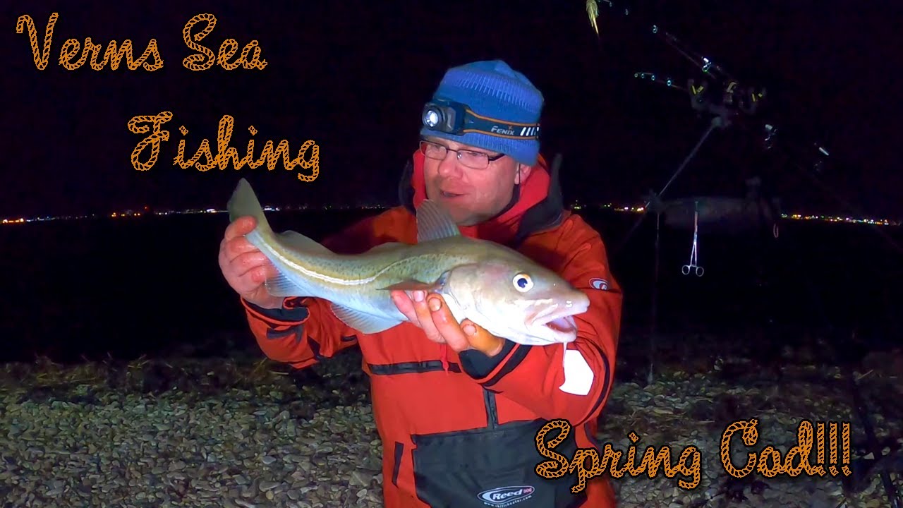 VERNS SEA FISHING | SPRING CODLING ON THE HOOK A CODLING IN ALL SEASONS ...