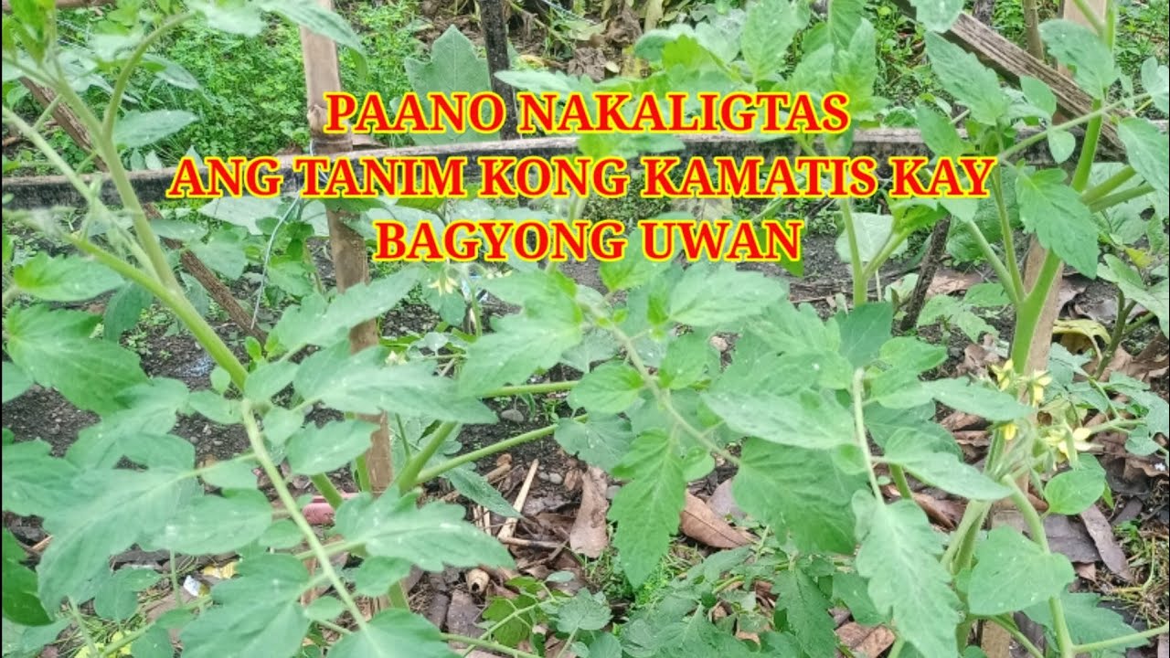 TANIM KONG KAMATIS NAKALISTAS KAY BAGYONG UWAN - YouTube