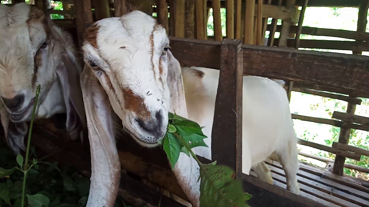 Ternak wedus alias kambing - YouTube