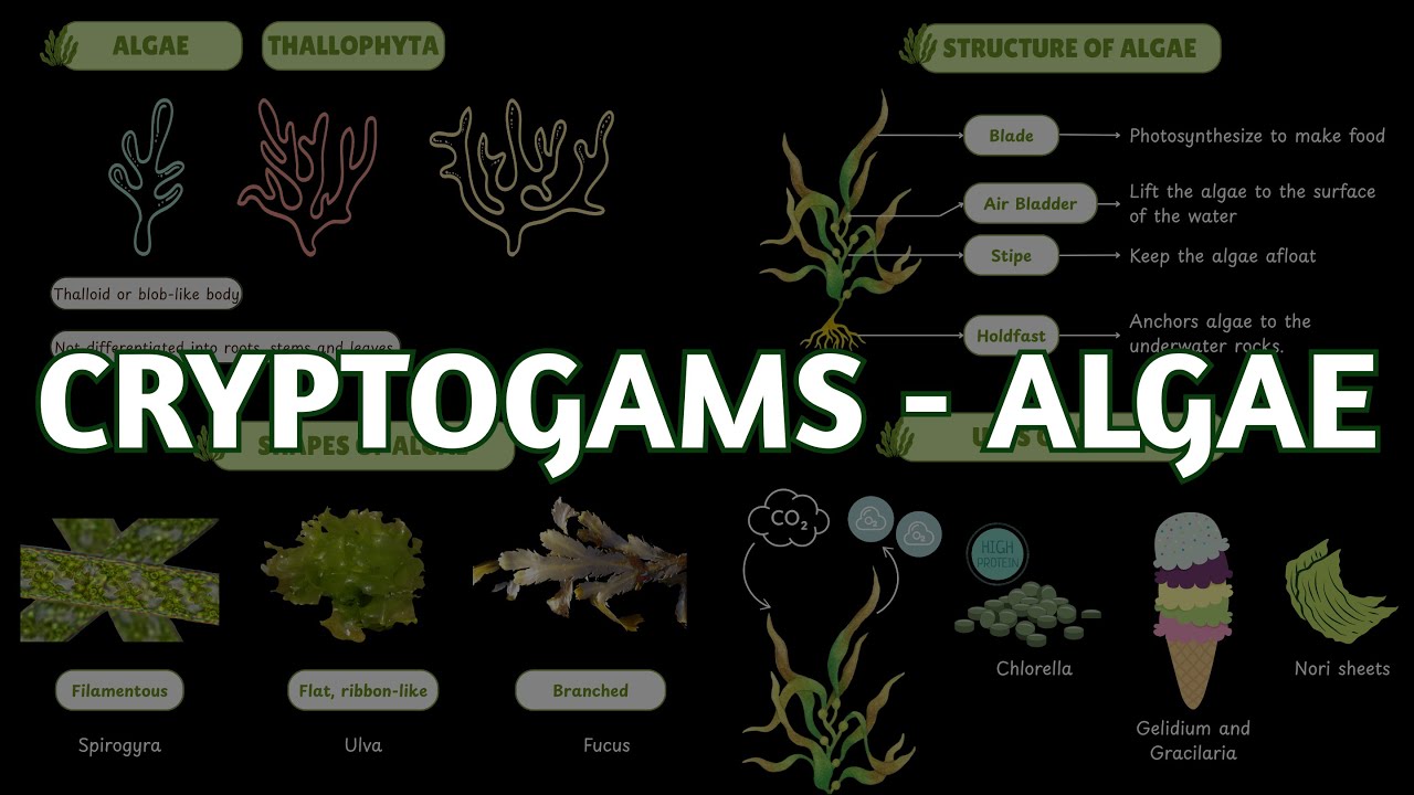 Cryptograms - Algae | Classification of Plants | Grade 9 | Biology ...