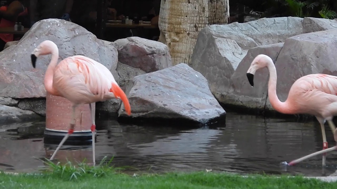 Wading Flamingoes and Black Swan swims at Flamingo Hotel-Casino Las ...