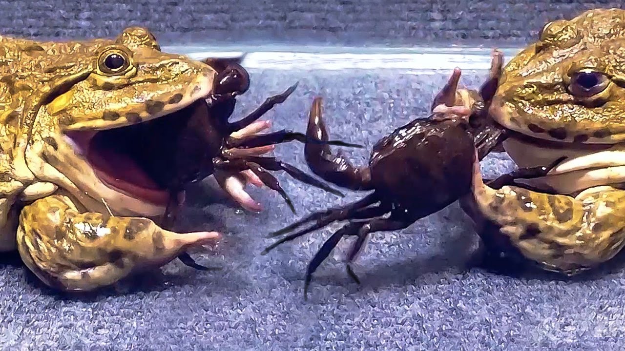 Awesome!! Asian Bullfrog Eats Big Black Crab! Asian Bullfrog Live ...