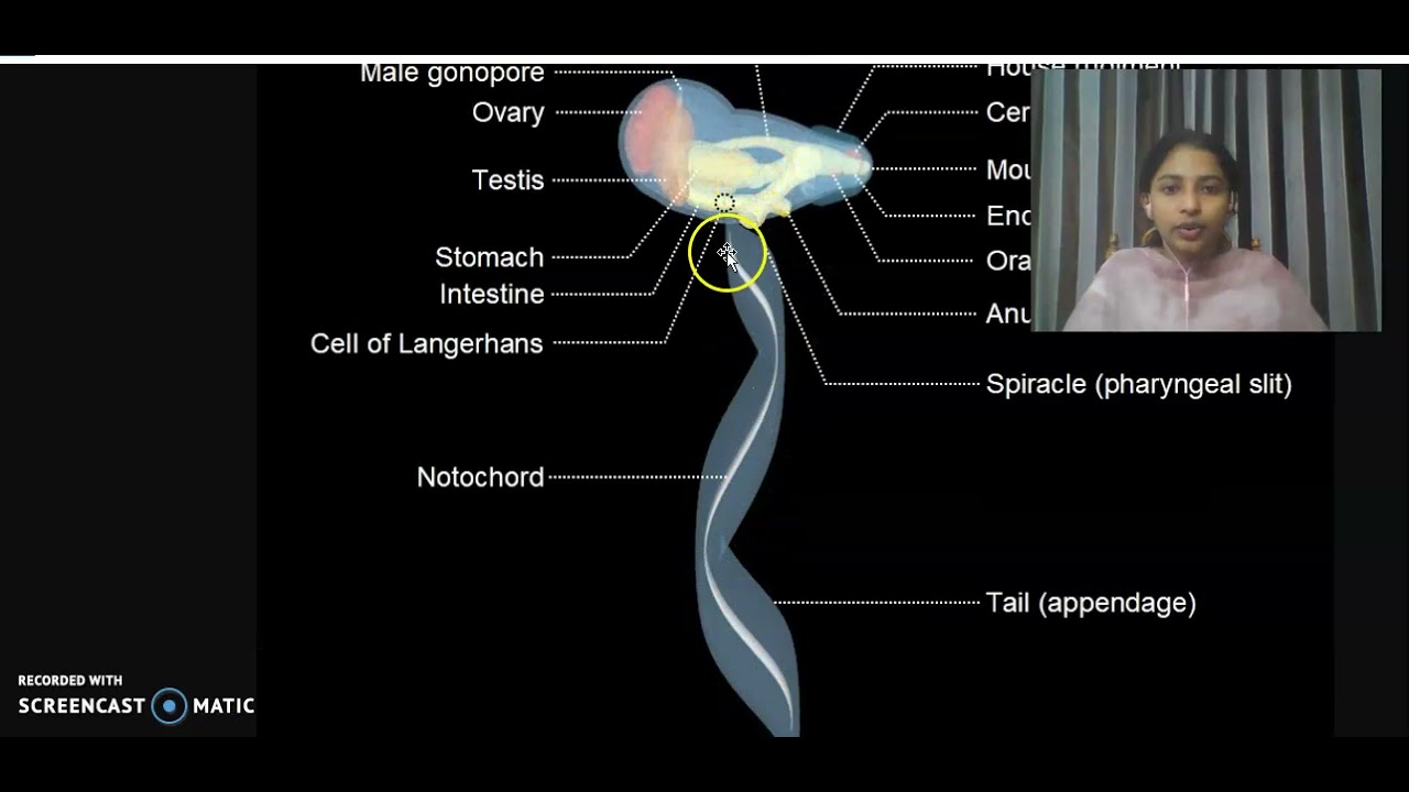 Class Appendicularia / Class Larvacea - YouTube