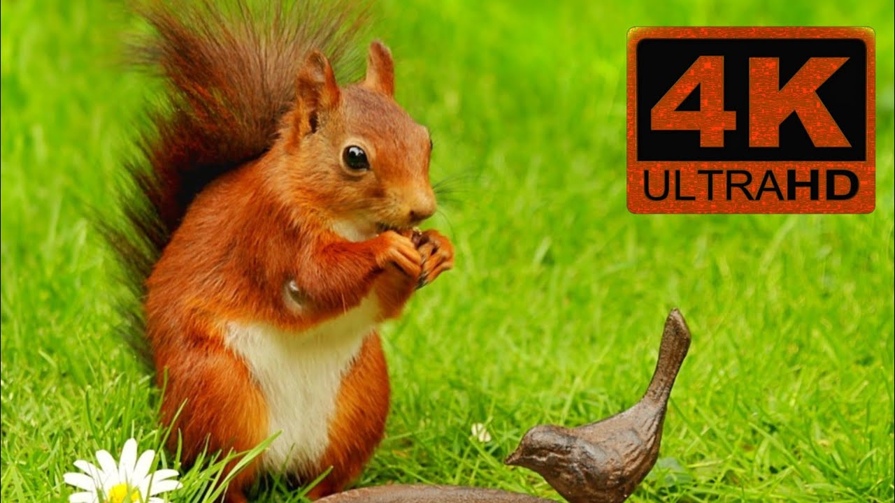 4k Squirrel Video🎥। 4k Beautiful Squirrel🐿️। Eating Squirrel🐿️। 4k ...