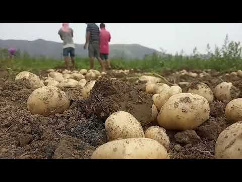 Alu Tanba ( Harvesting Potato in Manipur) - YouTube