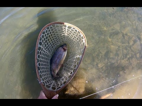 Big Fat Hams Fork Rainbow - YouTube