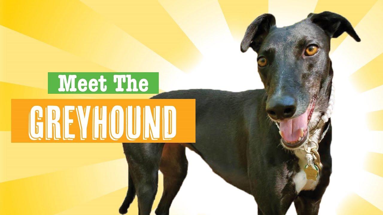 Greyhound Dog Breed - YouTube