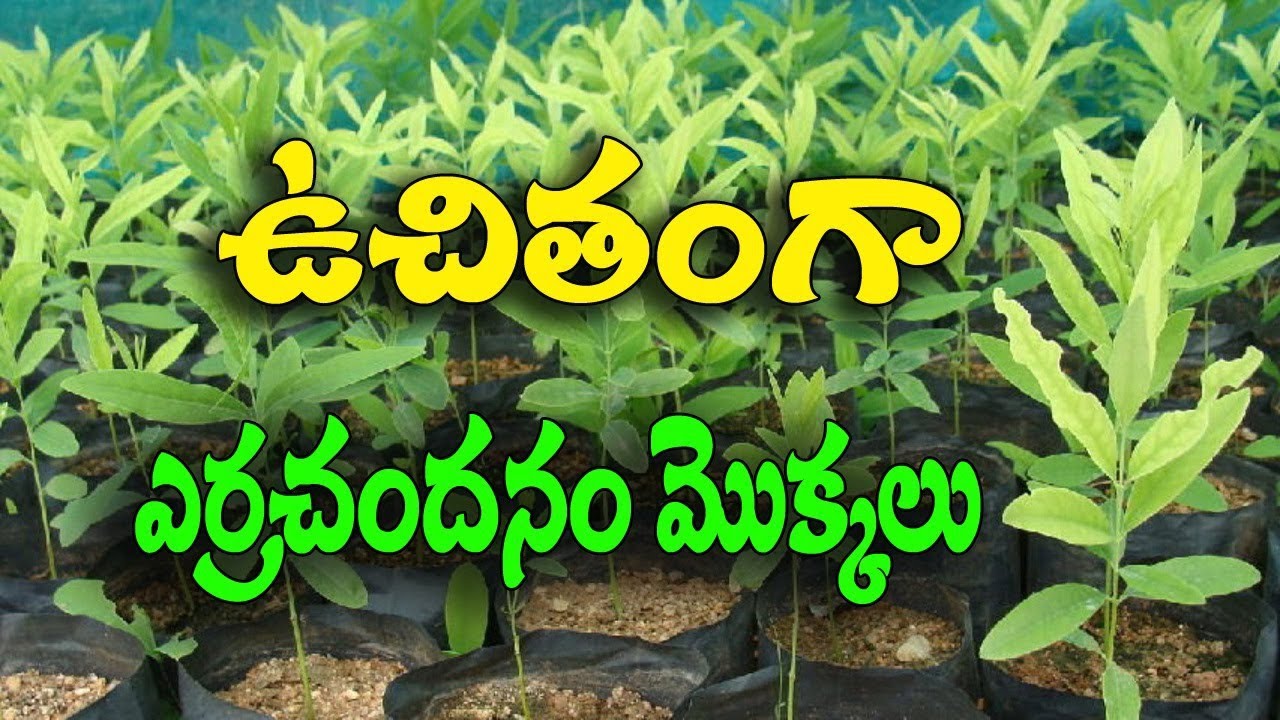 ఎర్రచందనం మొక్కలు ఫ్రీగా | Farmers free Errachandanam Plants Govt ...