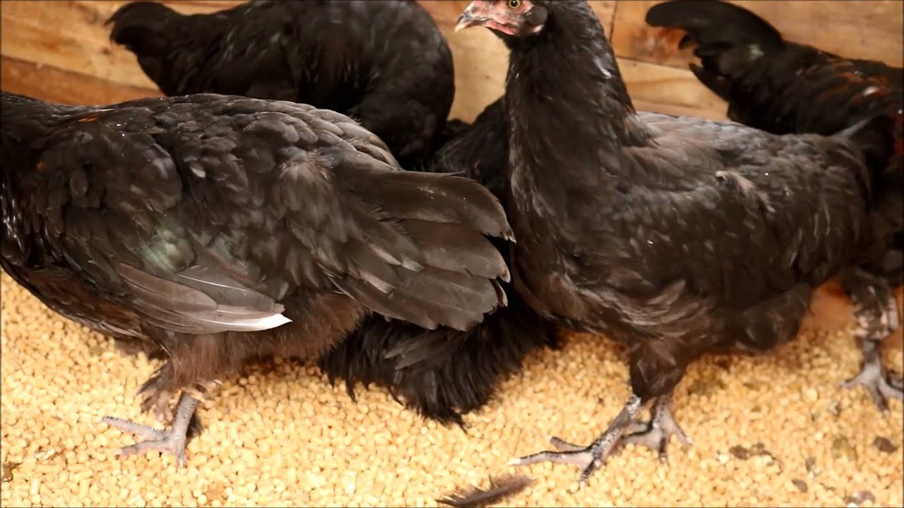 Meet the Banties + Our Egg Organization - YouTube