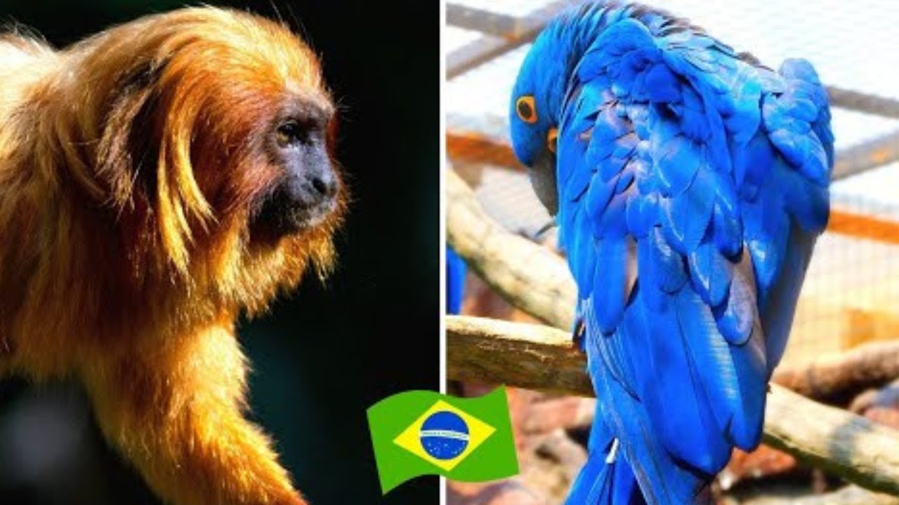 Los 10 animales salvajes más INCREÍBLES nativos de BRASIL - YouTube