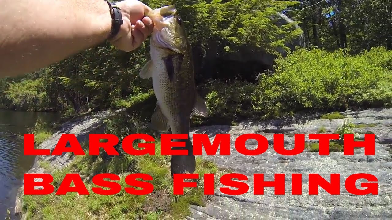 Largemouth Bass with the Senko and Zoom Super Fluke - YouTube