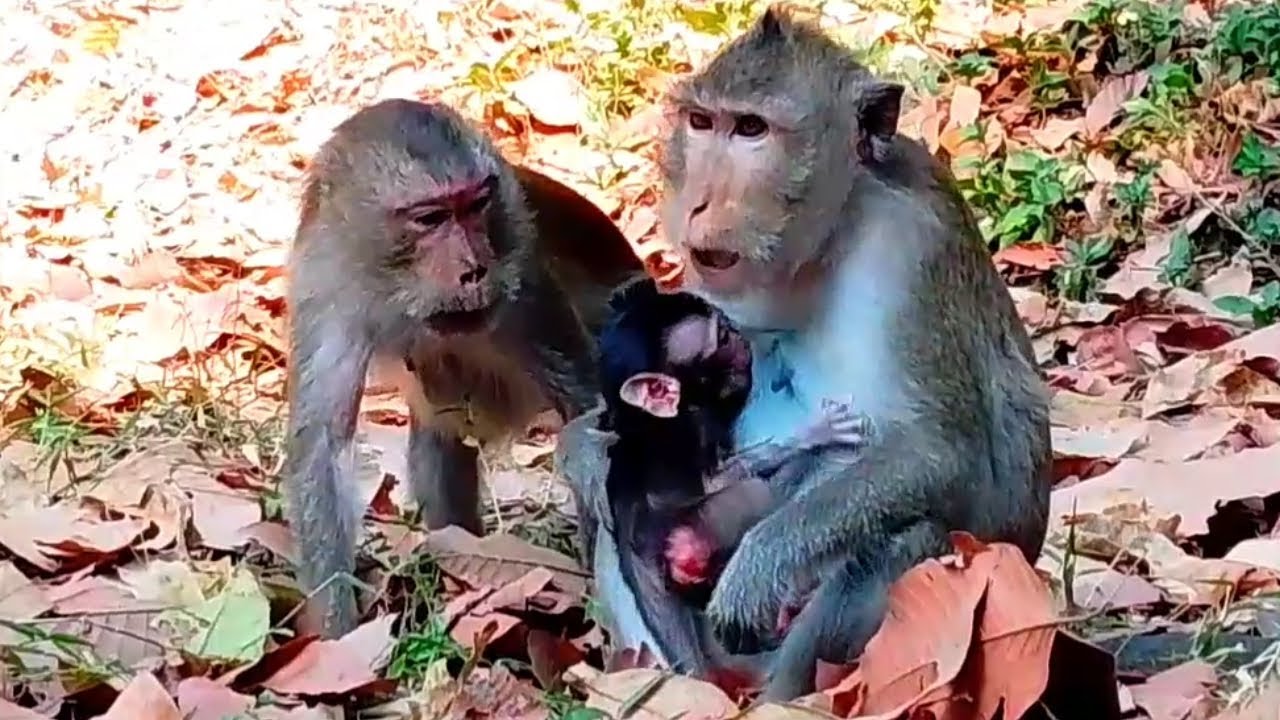 Monkey grandmother came to see the newborn baby monkey. Fan Monkey ...