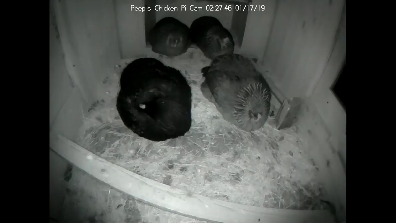 Peep's Chicken Pi Cam Live Stream - YouTube