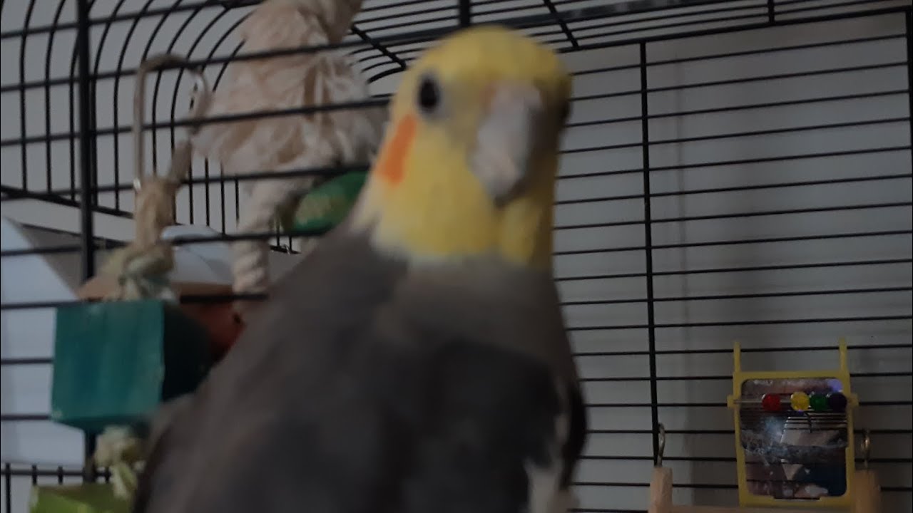birb talking - YouTube