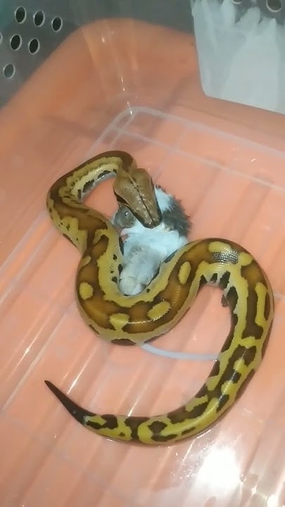 Ular Dipong Brongersmai Red Bangka Makan Tikus Putih Rat BLOOD PYTHON ...