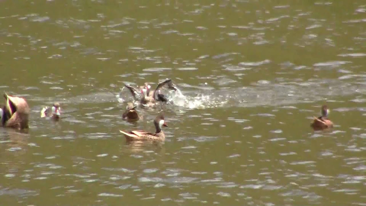 Pintail ducks fighting. - YouTube