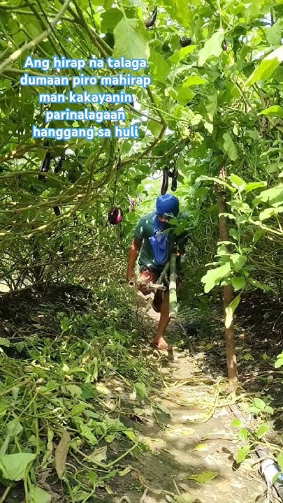 Buhay magsasaka kakayanin lahat para sa pamilya #ctto #music #nature #farming #agriculture # ...