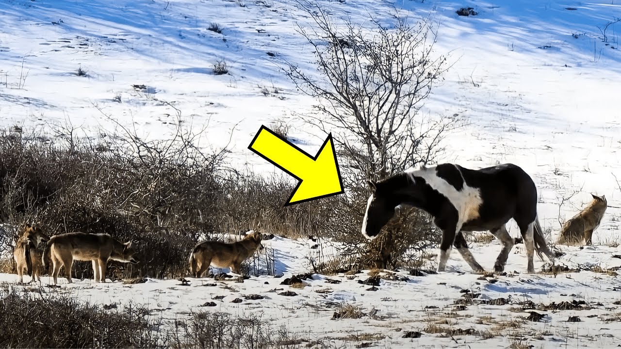 The Horse approached Six Wild Wolves, but then he did Something that ...