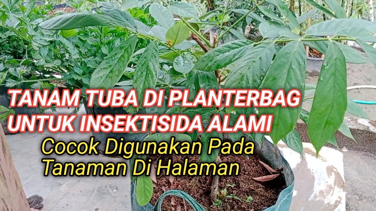 Menanam Tuba Di Dalam Planterbag Untuk Dijadikan Insektisida Alami ...