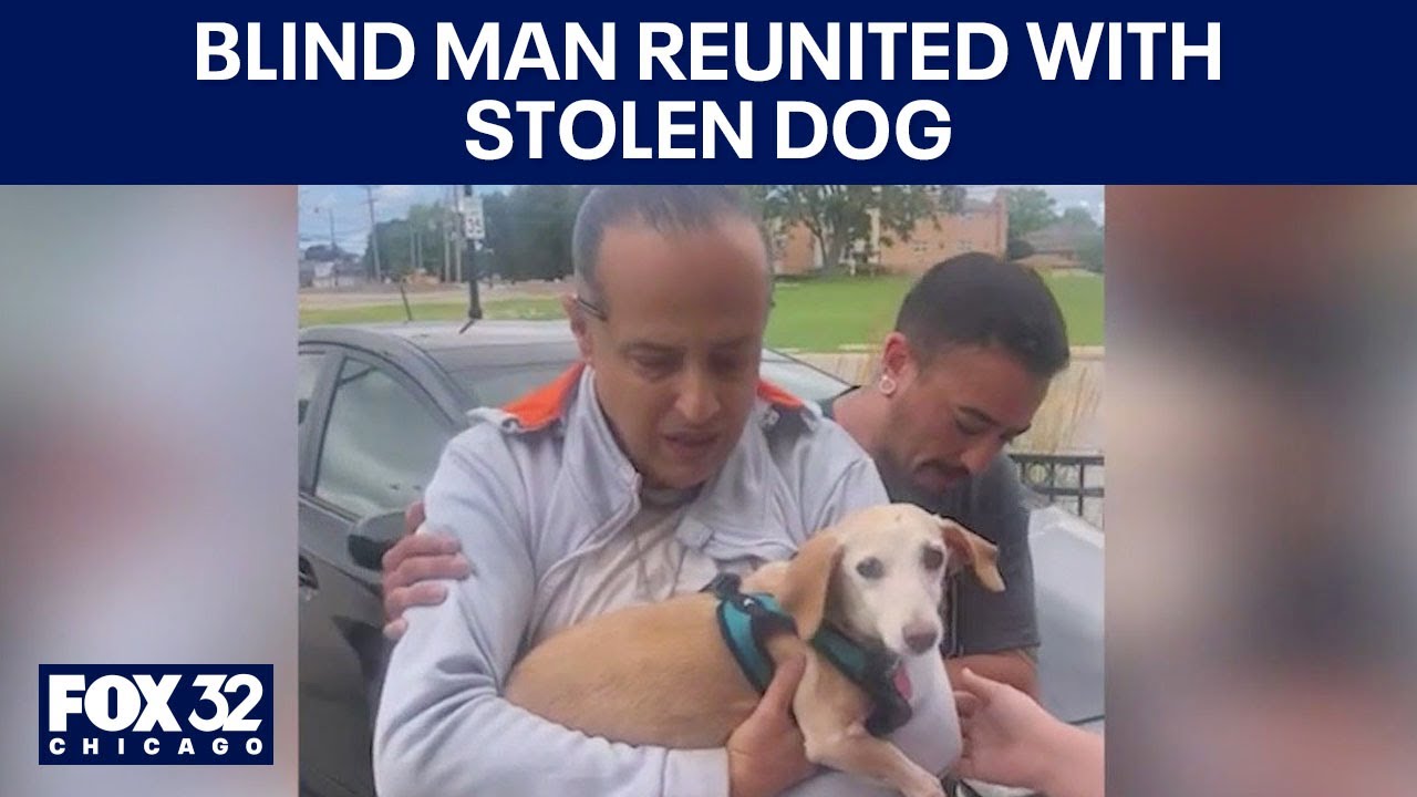 Bam Bam the support dog reunited with owner 2+ months after being ...