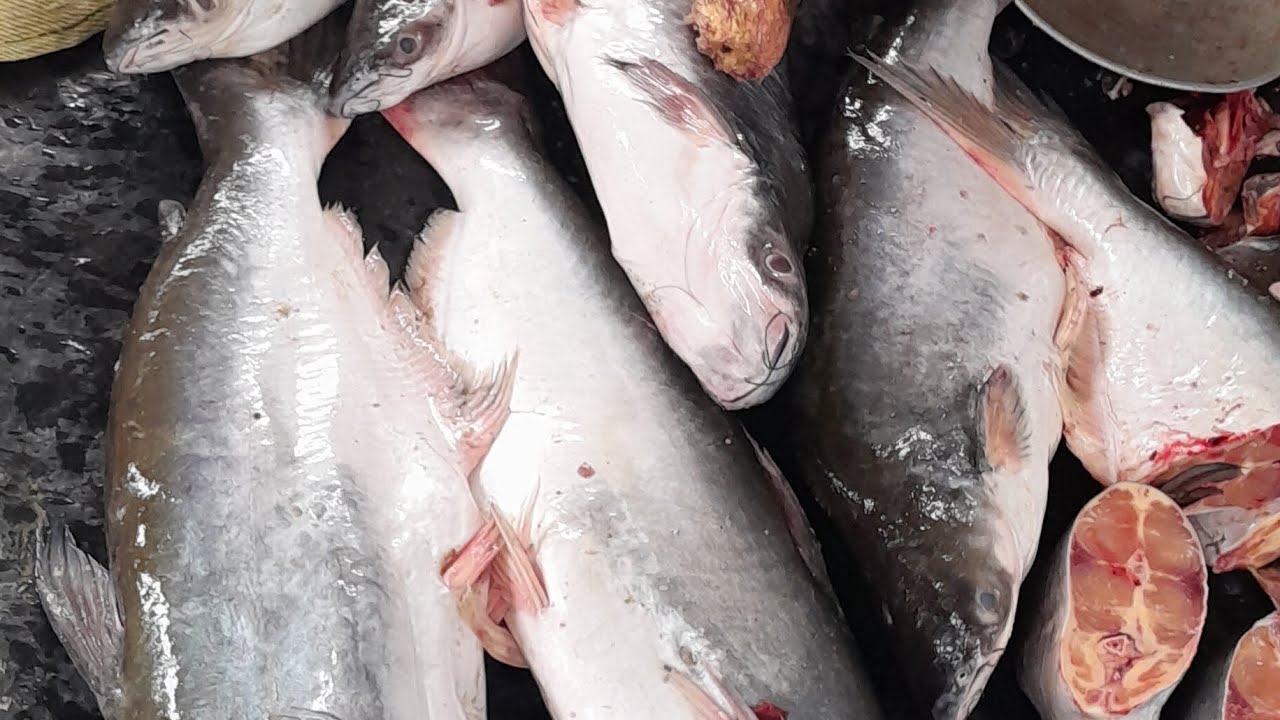 amazing big fish pangas fishcutting style in India local fish market ...
