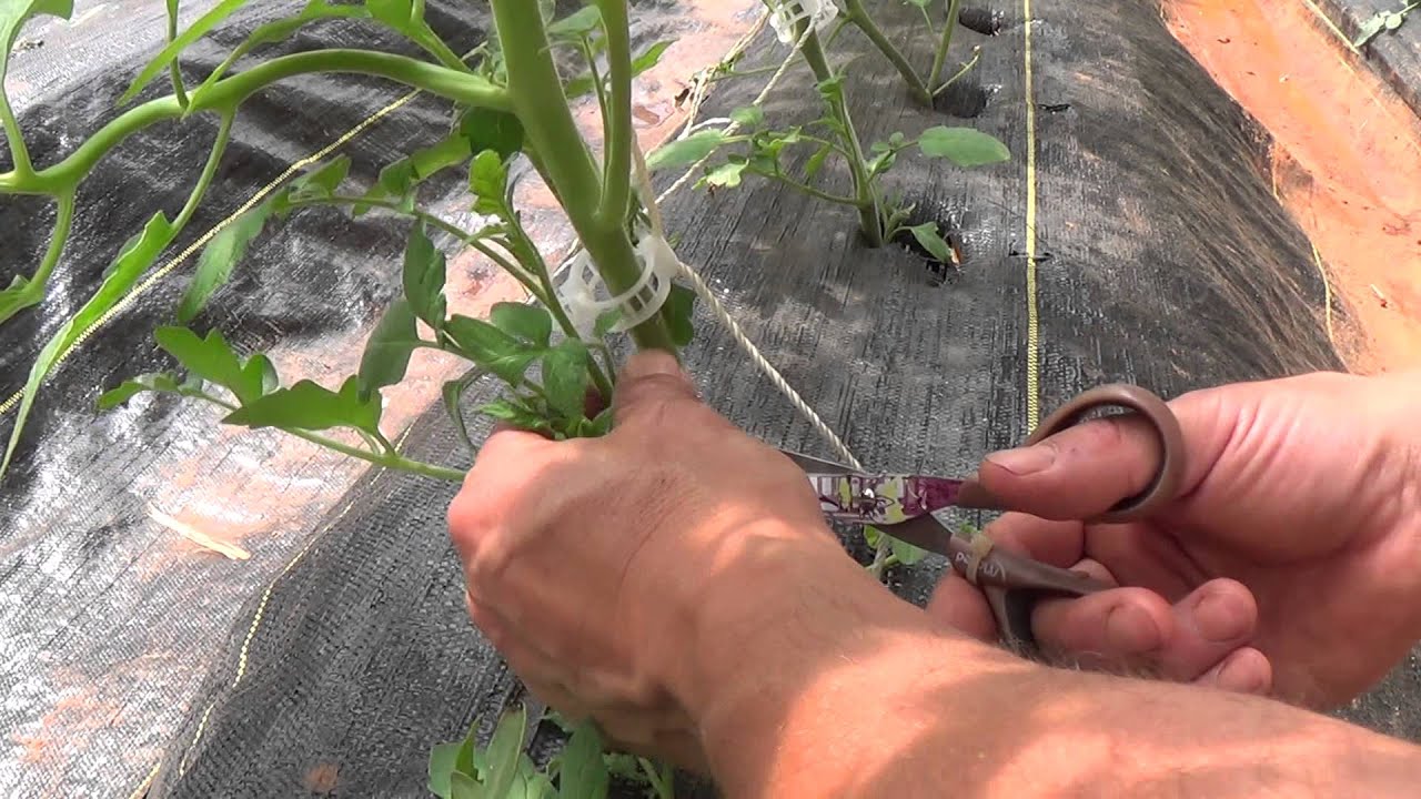Tomato Production work Single Stem Method of Growing Tomato's - YouTube
