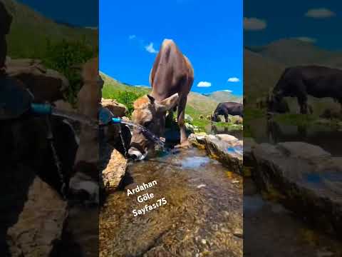 Ardahan Göle ❤️