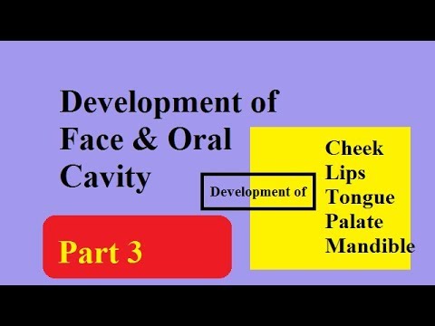 Development of face & oral cavity : Part 3 - YouTube
