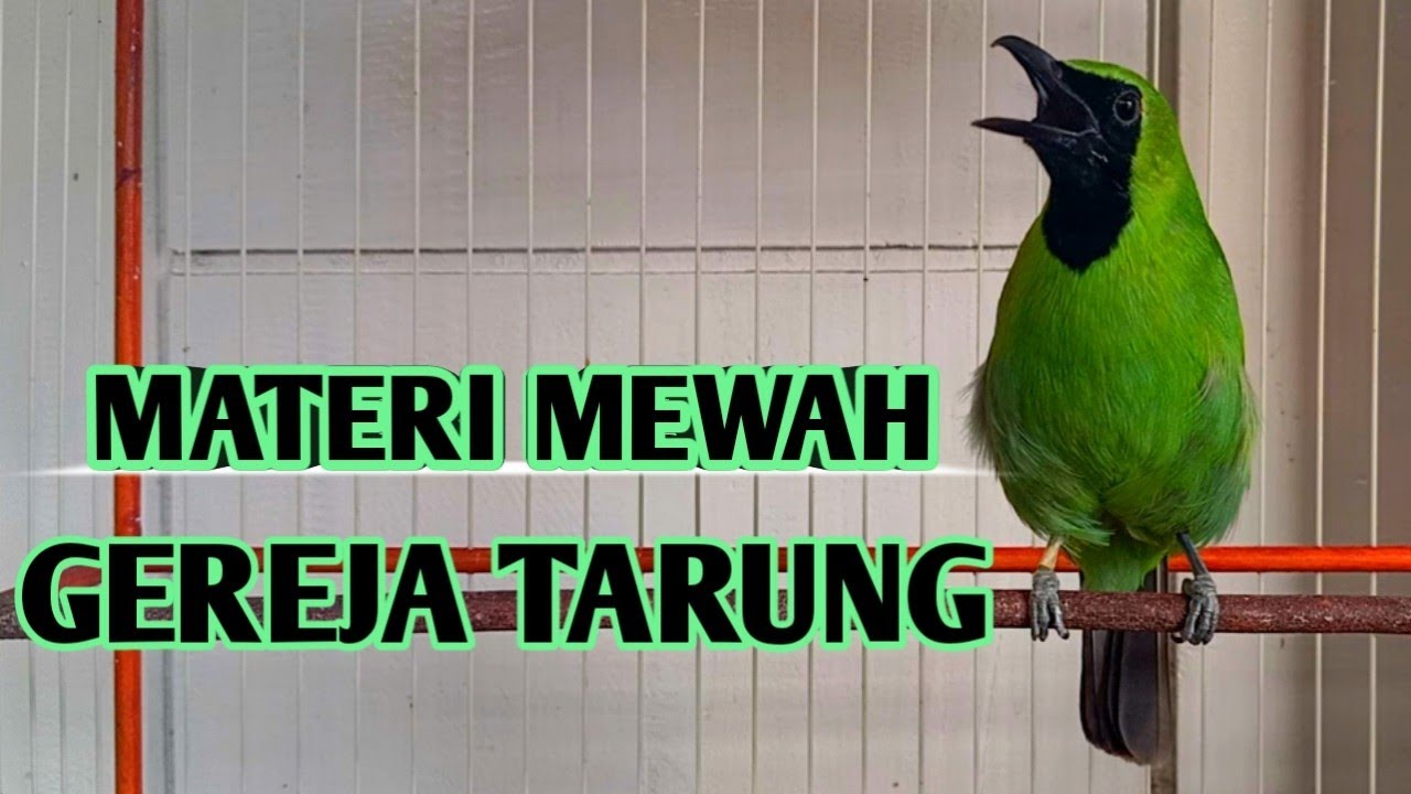 FULL TENGKEK BUTO || MASTERAN CUCAK IJO GACOR ISIAN TENGKEK BUTO - YouTube