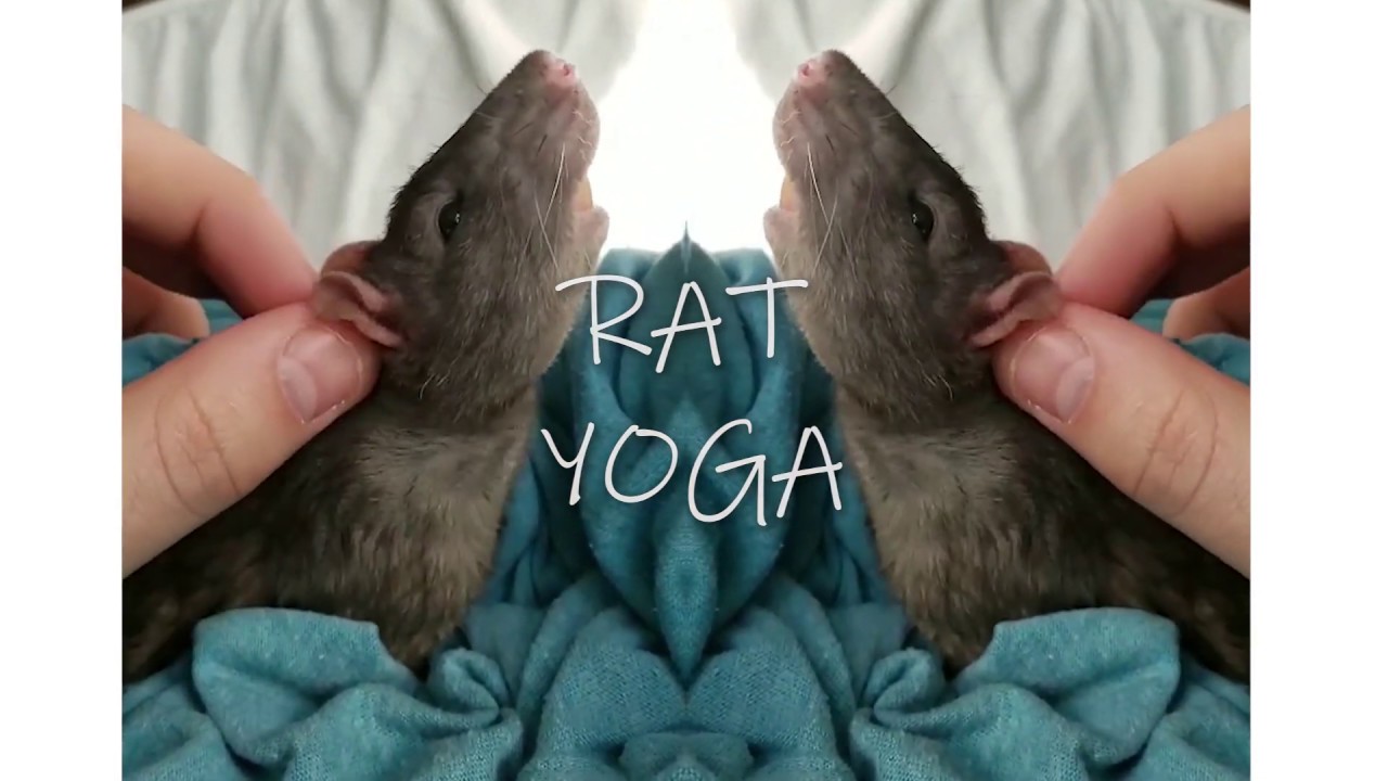 Rat Yoga: The Basics - YouTube