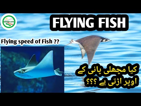 Discover the Secret of the Flying Fish: How They Fly on the Surface of ...