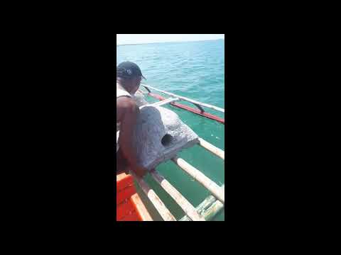 PEZA-CEZ REEForestation program 2018 - Wyntron, Inc - YouTube