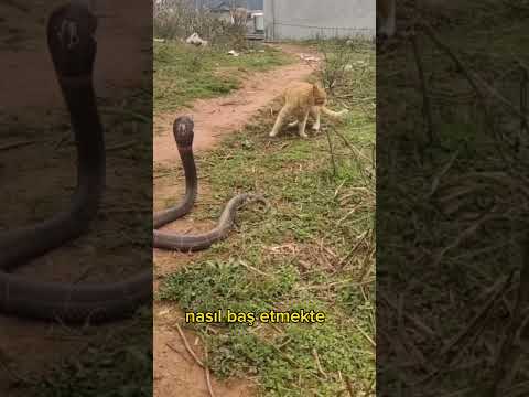 yılan 🐍 vs kedi 🐈