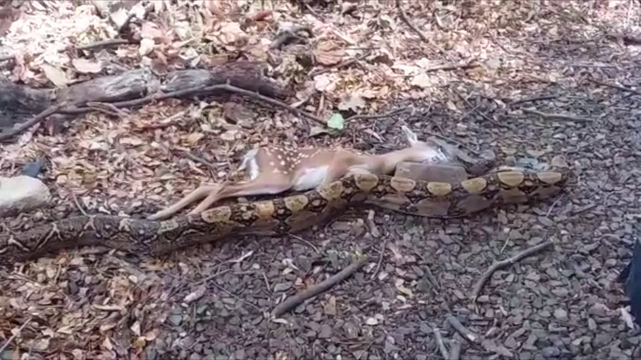 Boa común (Boa imperator) predando predando a Venado cola blanca ...
