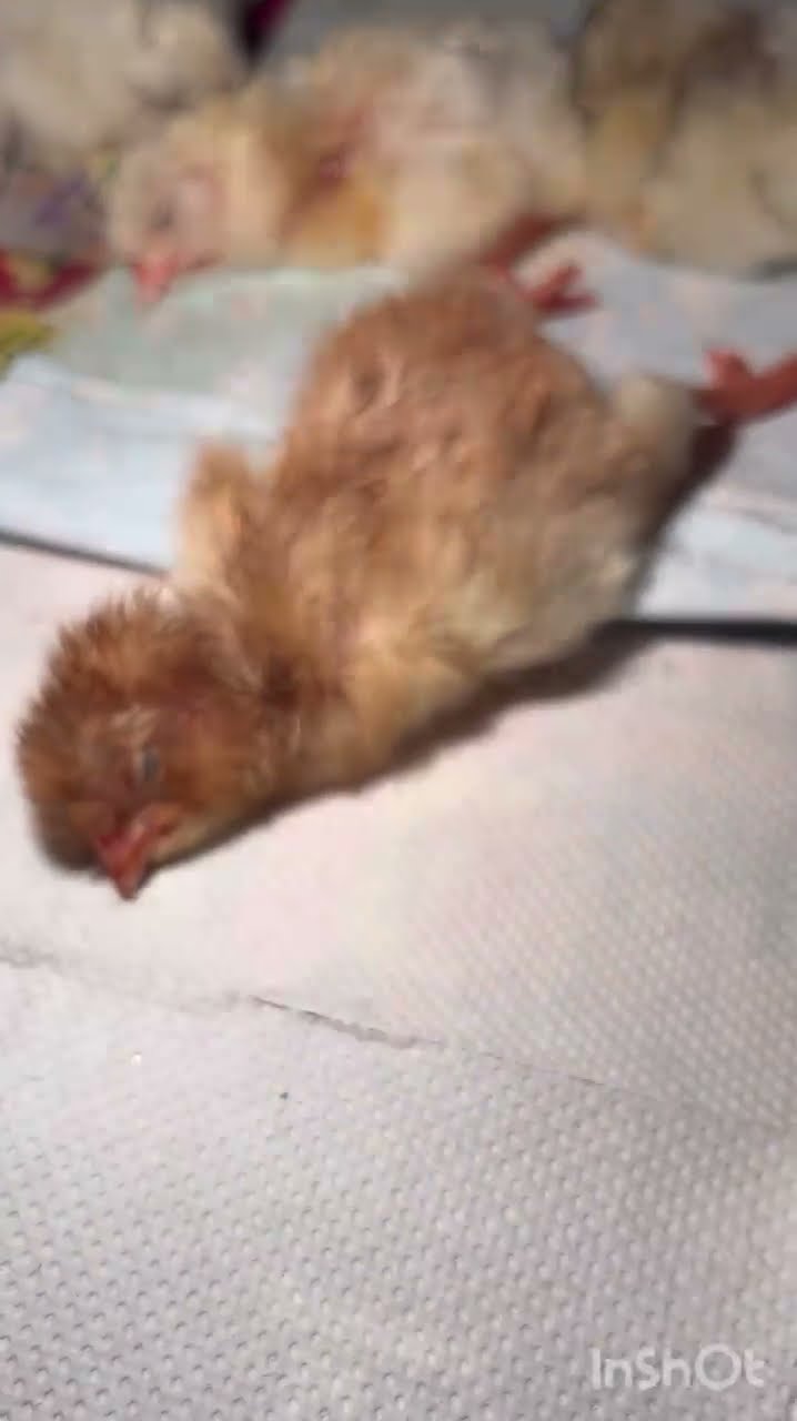 Pilence spava na stomaku the chick sleeps on its stomačić🐤 - YouTube