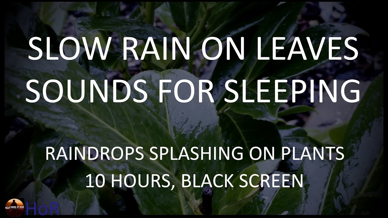 Relaxing Rain Sounds for Sensitive Sleepers, Raindrops on the Leaves of ...