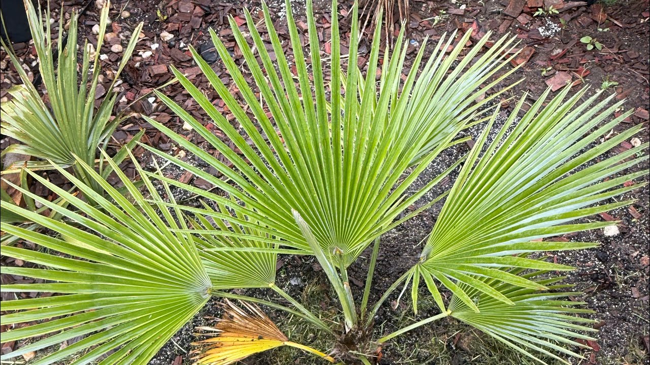 Trachycarpus Princeps Hybrid - YouTube