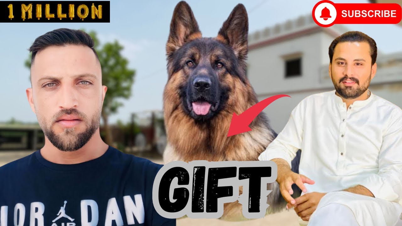 Beautiful German shepherd Gift From Saif Gujjar || New dog entry at ...