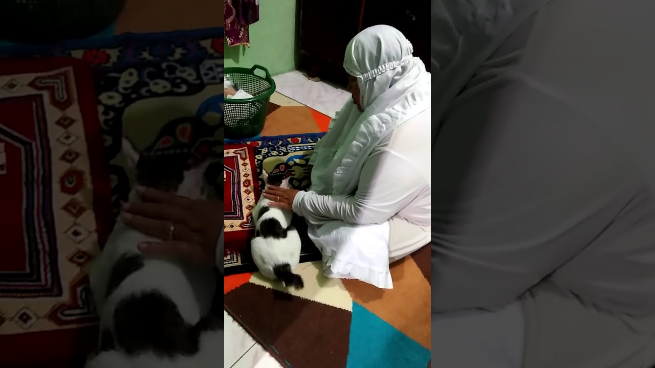 Kucing ku rajin sholat - YouTube