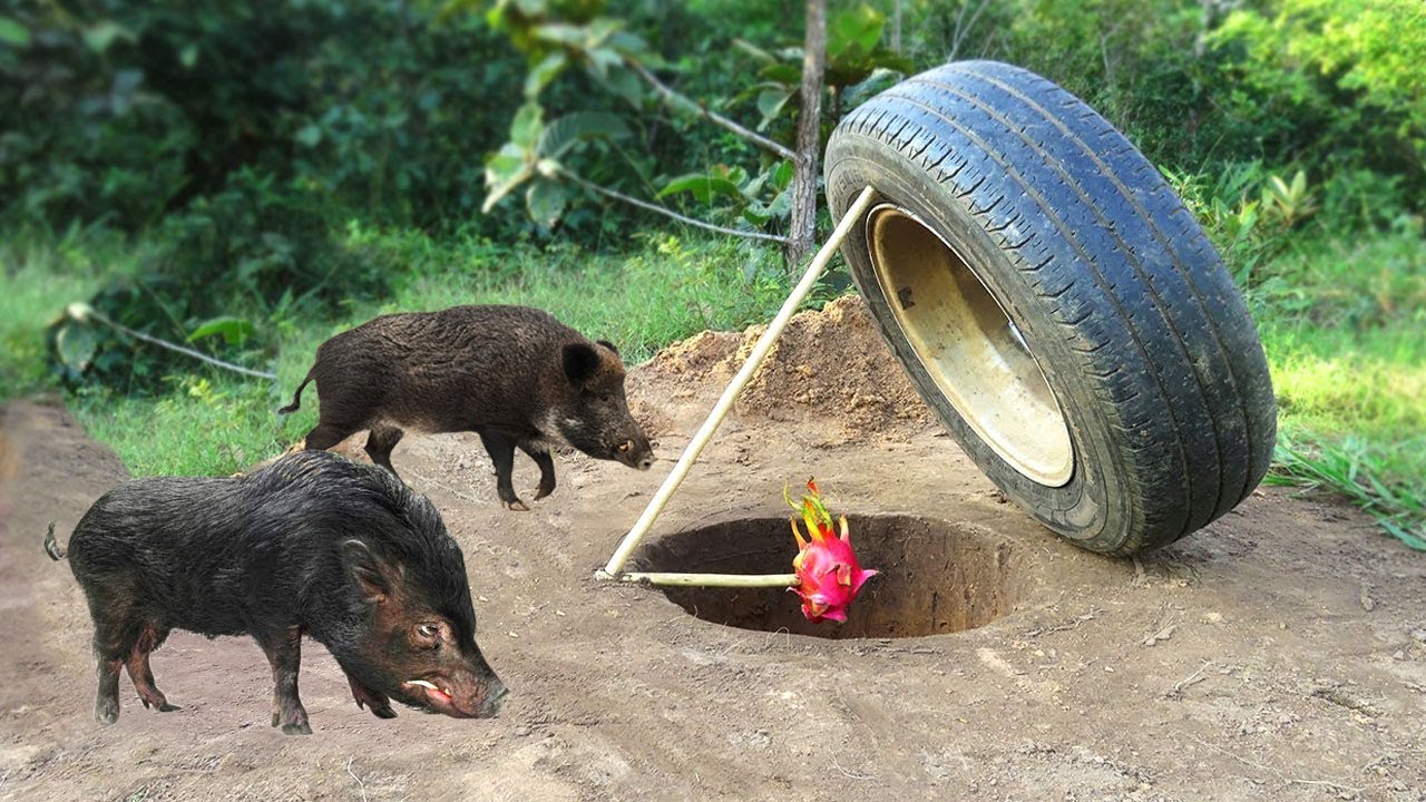 Primitive Technology - Amazing Quick Powerful Wild Pig Trap Make By Car ...