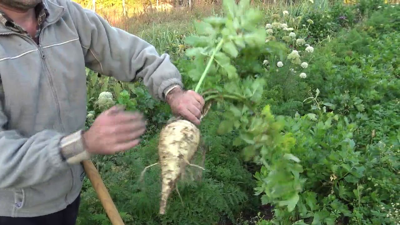 Recoltare pastarnac - YouTube