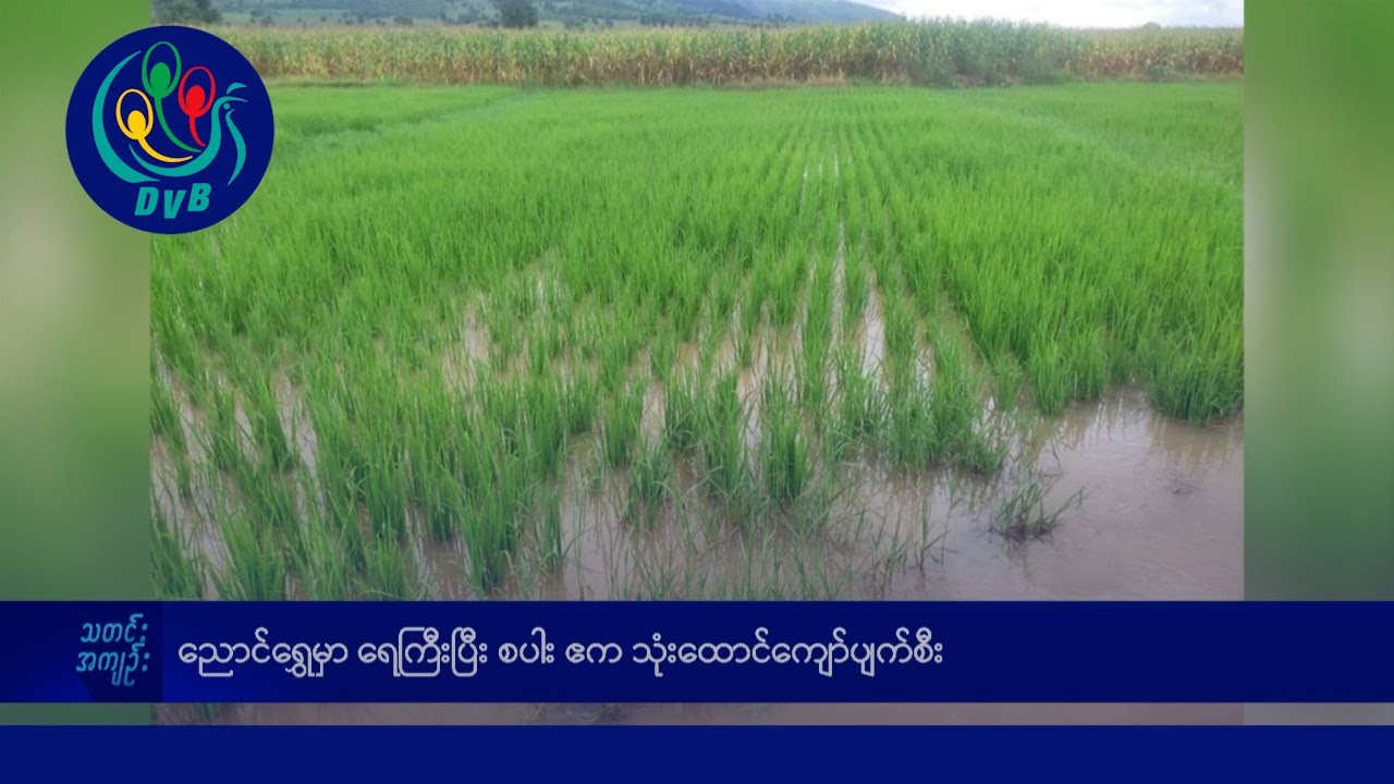 ညောင်ရွှေမှာ ရေကြီးပြီး စပါး ဧက သုံးထောင်ကျော်ပျက်စီး Dvb News Youtube