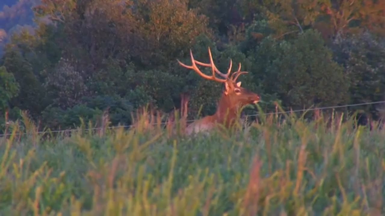 Elk in Virginia | John Carlin's Outdoors - YouTube