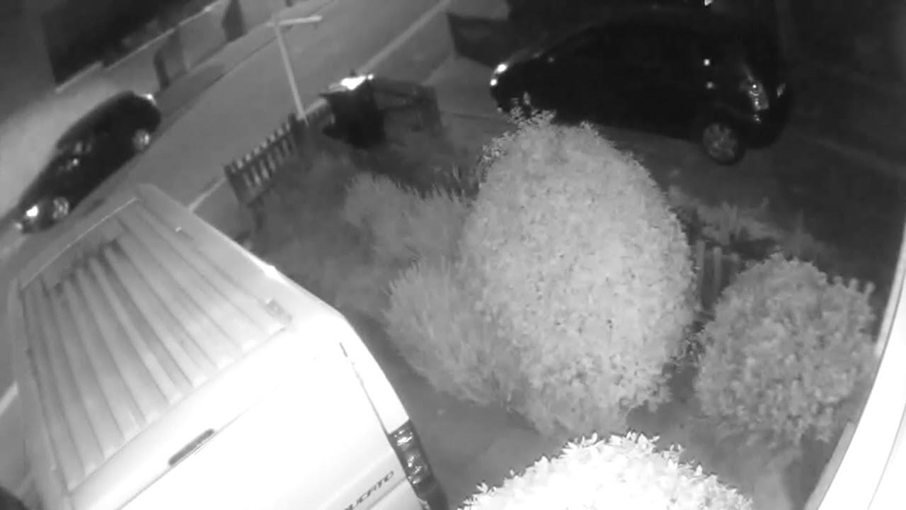 Strange footage of creature 25/08/19 - YouTube