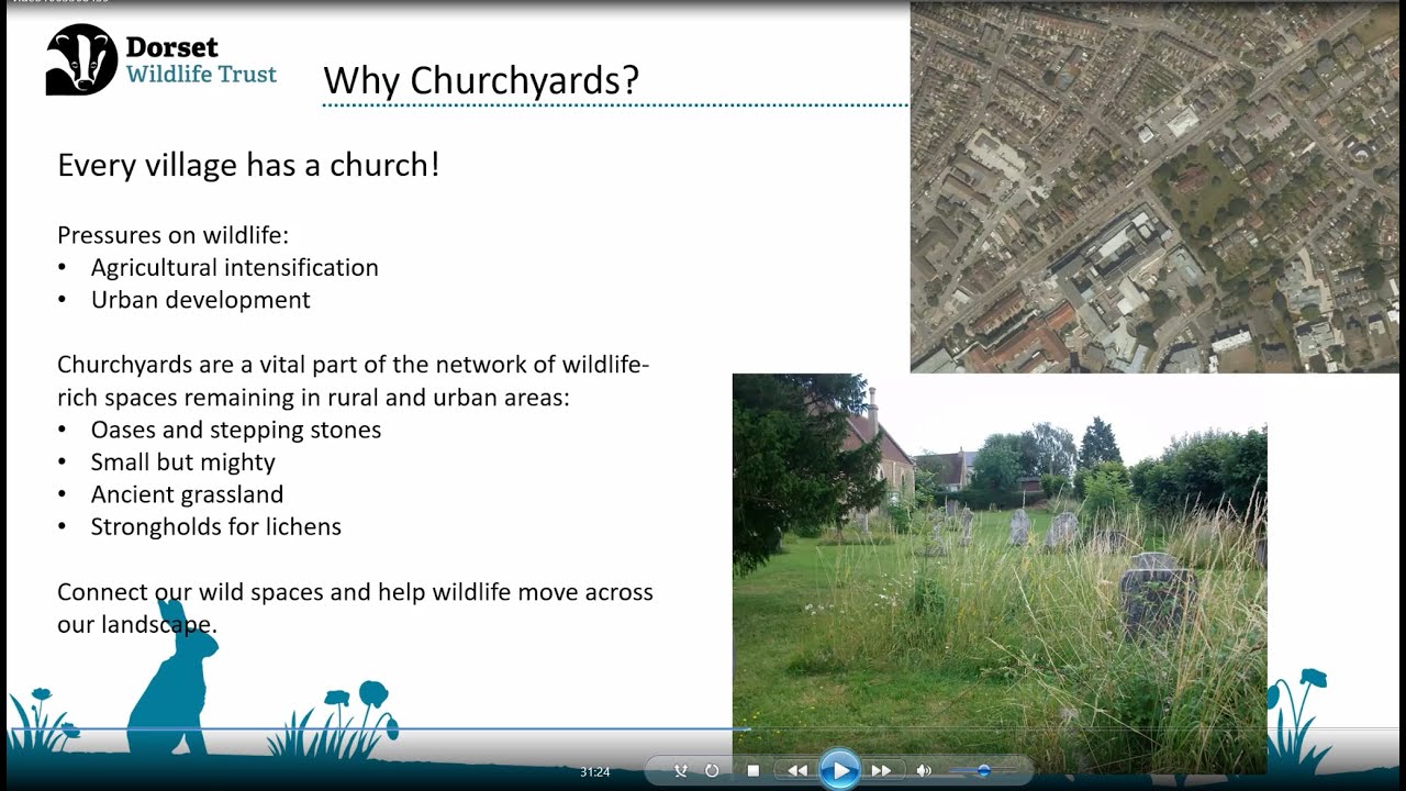 Bats in Churches LIVE Season 3: Wildlife in Churchyards - YouTube