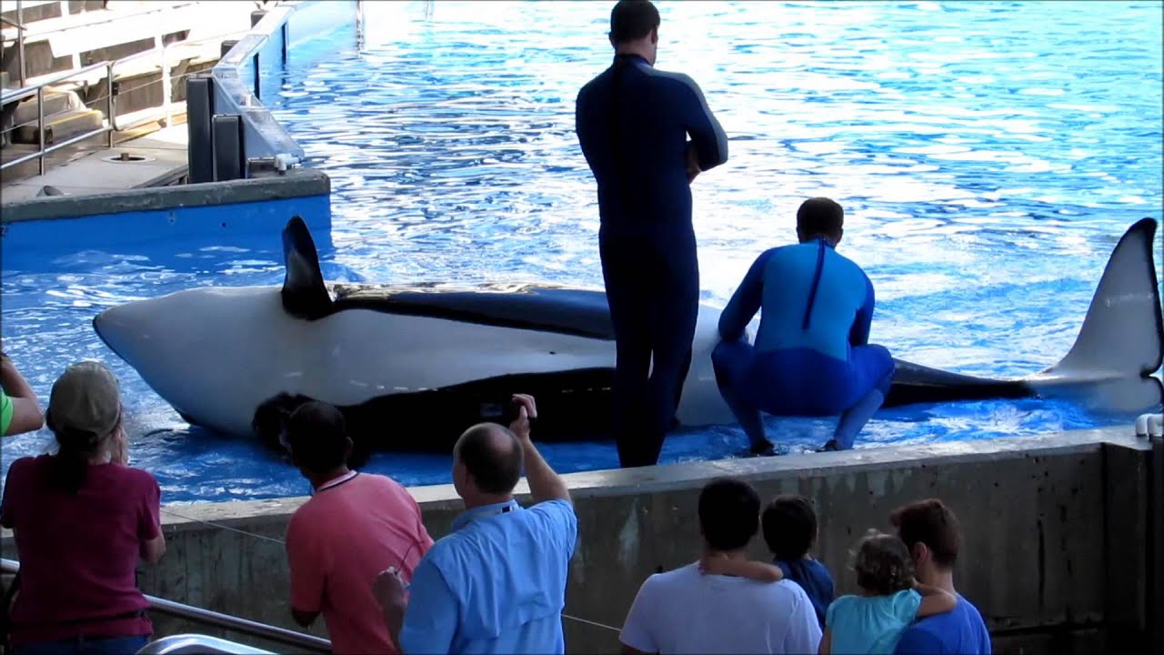 SeaWorld's "excellent" husbandry and veterinarian care - YouTube