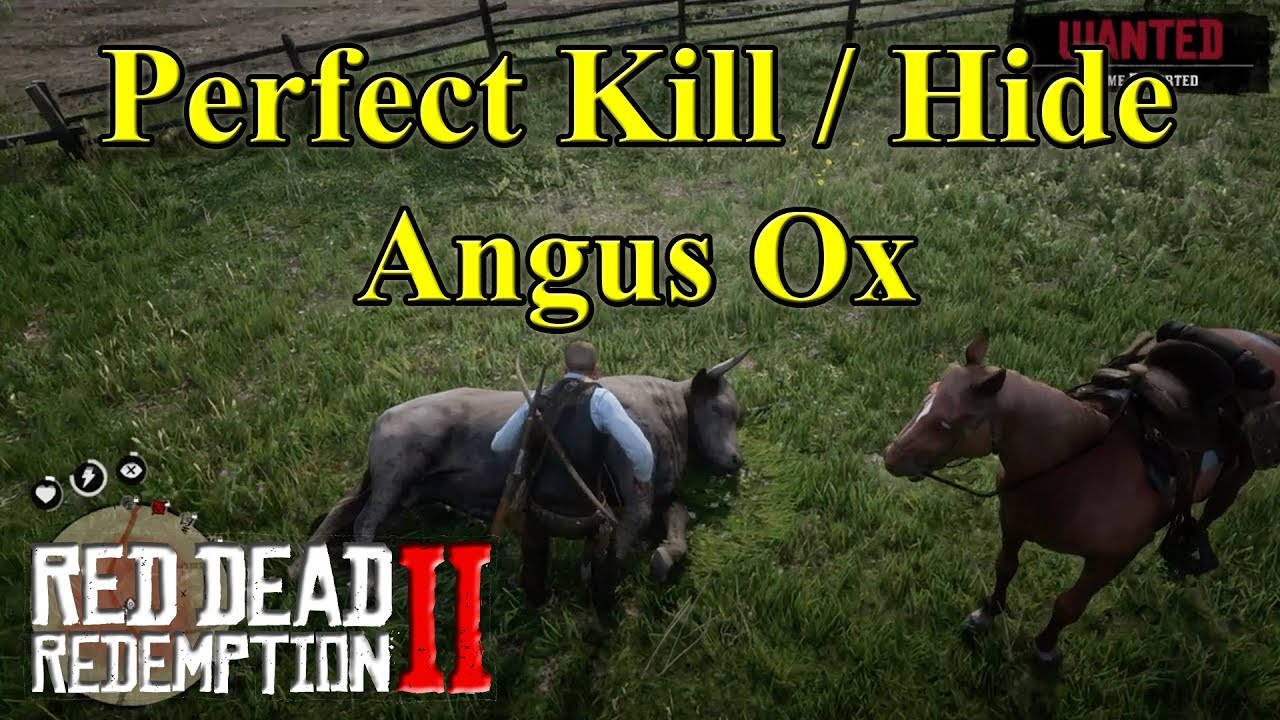 RDR2 Angus Ox. How to get a Perfect Kill / Hide? - YouTube