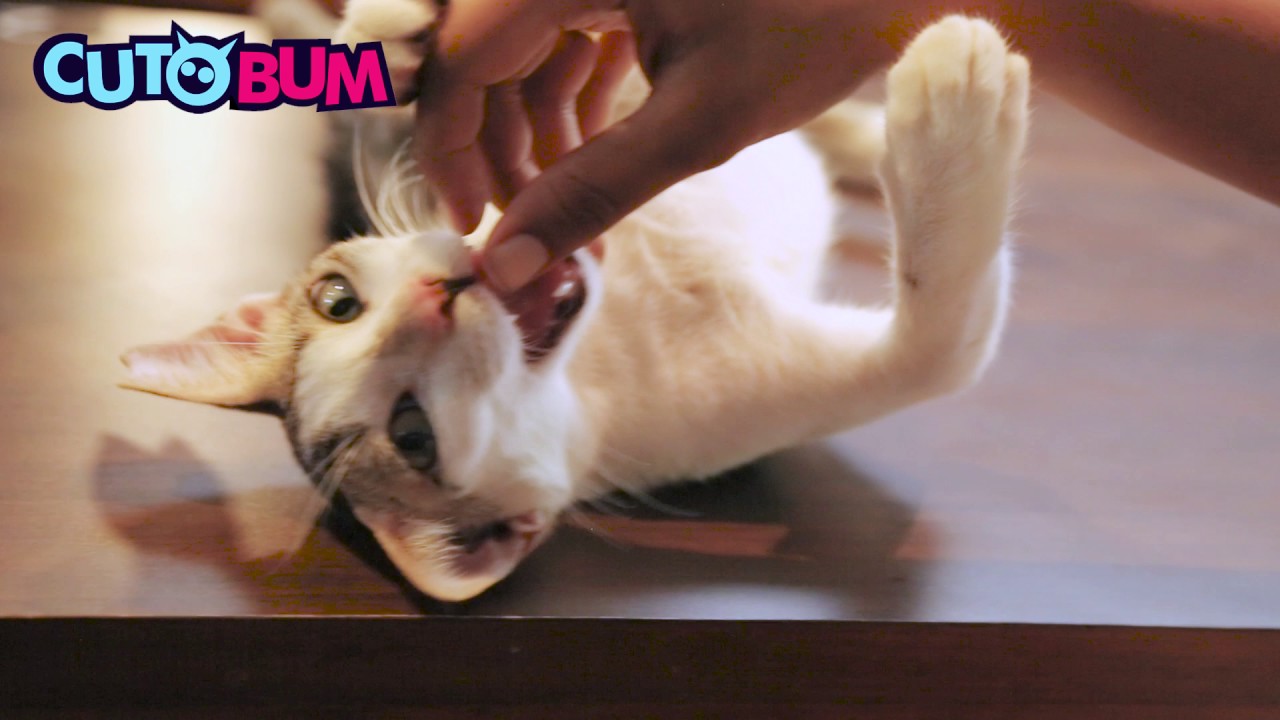 If You Love Cute Cats, Then Take Home This Boxer Kitten | Cutobum - YouTube