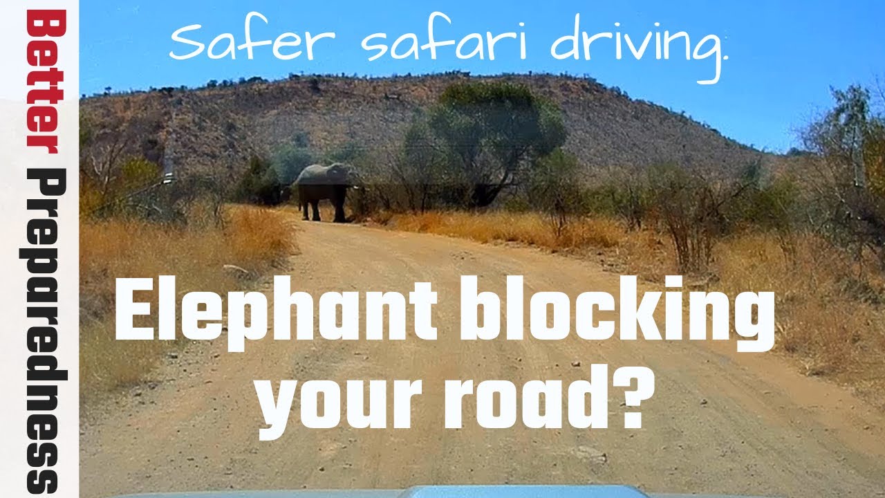 How to pass an elephant blocking your road? Safari preparedness and ...